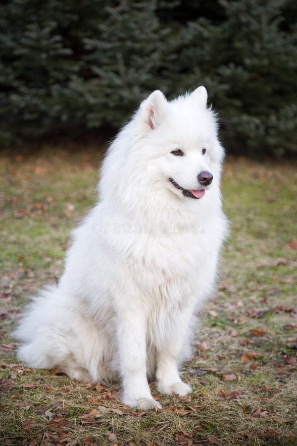 Dog White Samoyed stock image. Image of spring, tree - 85234071