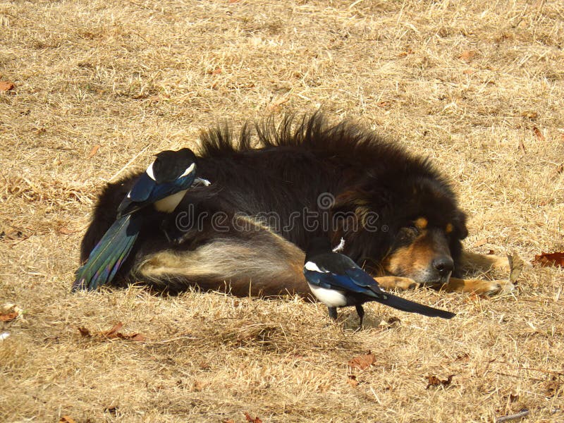 Dog and Bird on the Grass Closeup Stock Photo - Image of wild ...