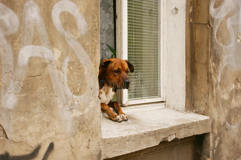 Dog in a window stock photo. Image of house, urban, town - 17927466