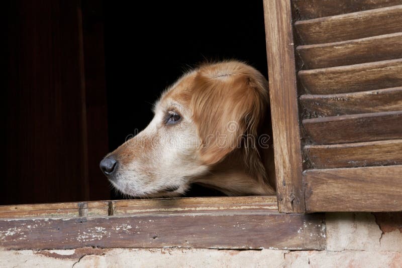 Dog in the window stock image. Image of domestic, animal - 27640149