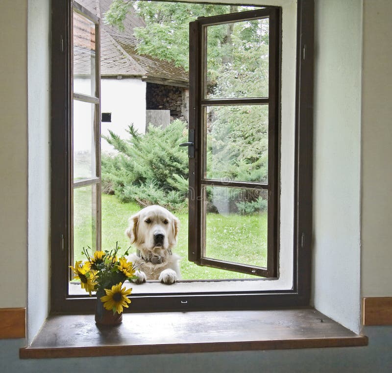 Dog in window stock photo. Image of glance, large, labrador - 6039746