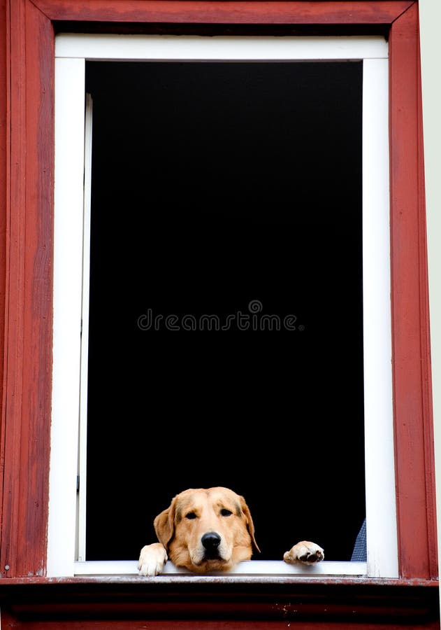 Dog on window ledge. stock image. Image of paws, animals - 258185047