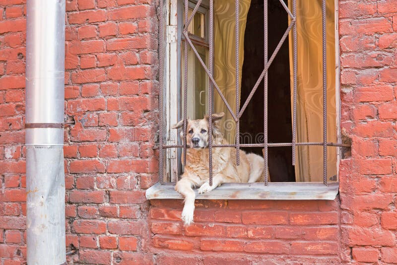 Dog in window stock photo. Image of doggy, curious, canine - 42440776