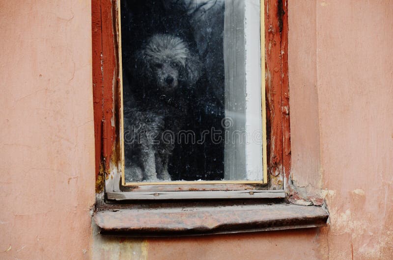 Dog in the Window of an Old House. Stock Photo - Image of stucco ...