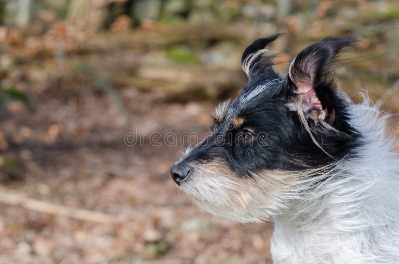 Dog in windy weather stock image. Image of blowy, ears - 37915789