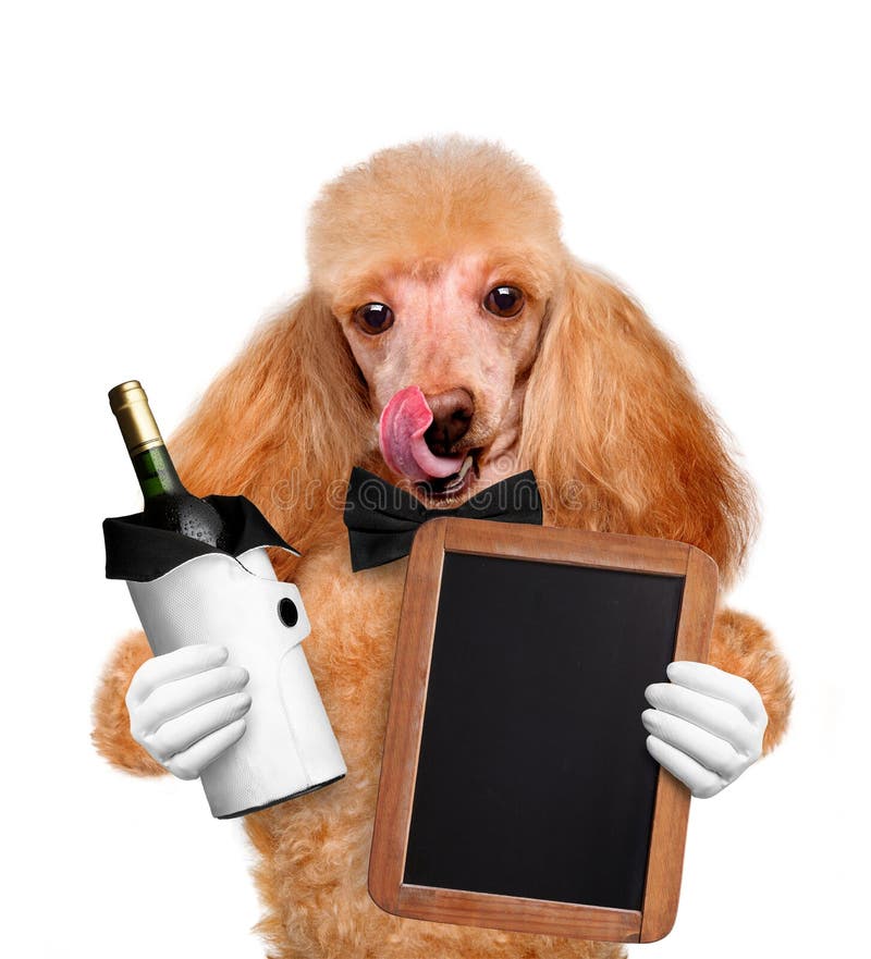 Dog with wine stock image. Image of refreshment, aperitif - 39013245