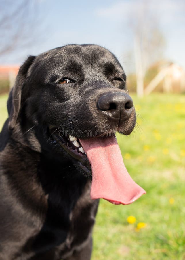 538 Dog Winking Stock Photos - Free & Royalty-Free Stock Photos from ...