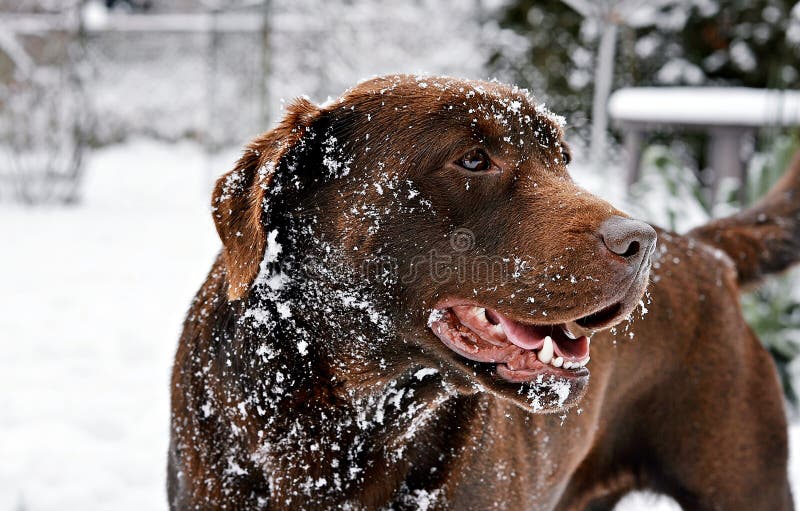 Dog and winter stock image. Image of frosty, frost, brown - 29446423