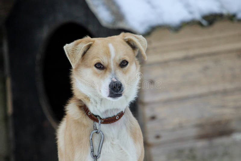 Dog Overbite Stock Photos - Free & Royalty-Free Stock Photos from ...