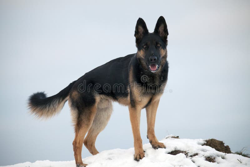 Free German Shepherd Christmas Cards Stock Photos - Free & Royalty-Free ...
