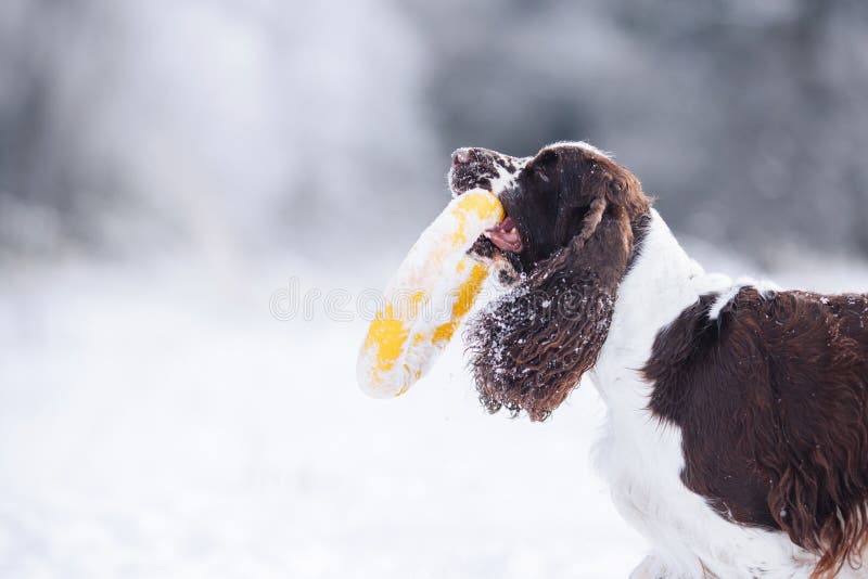 Dog in the Winter in the Snow. Active Springer Spaniel Plays in Nature ...