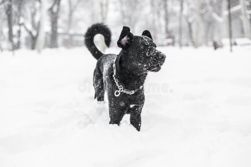 Dog in winter snow stock photo. Image of copyspace, covered - 37238016