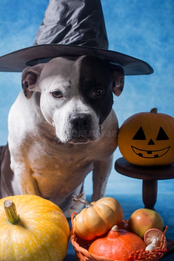 A Dog in a Witch Costume for Halloween. Stock Image - Image of ghost ...