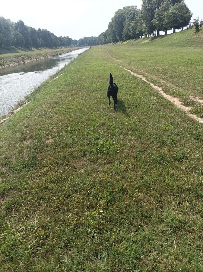 Dog woking in nature stock image. Image of nature, woking - 250439297