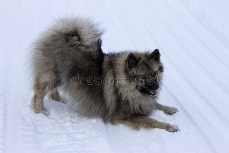 Wolf spitz stock image. Image of champion, meadow, breed - 10739591