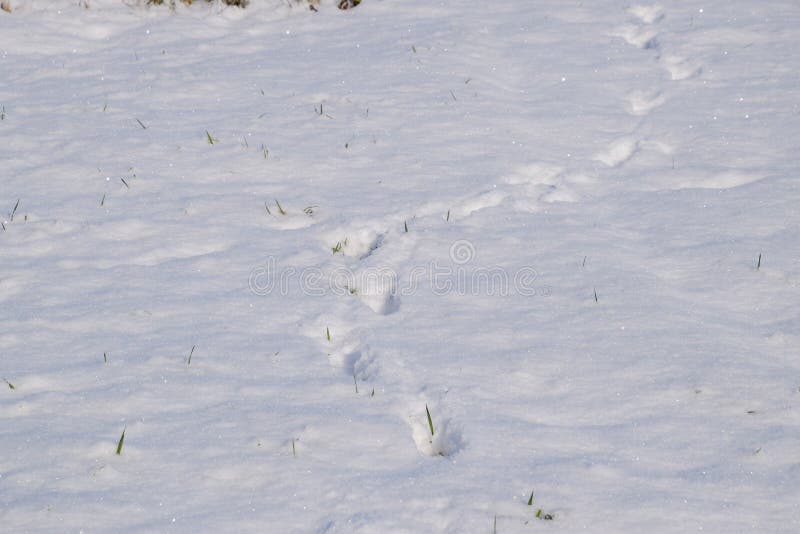 Timberwolf Tracks In Snow