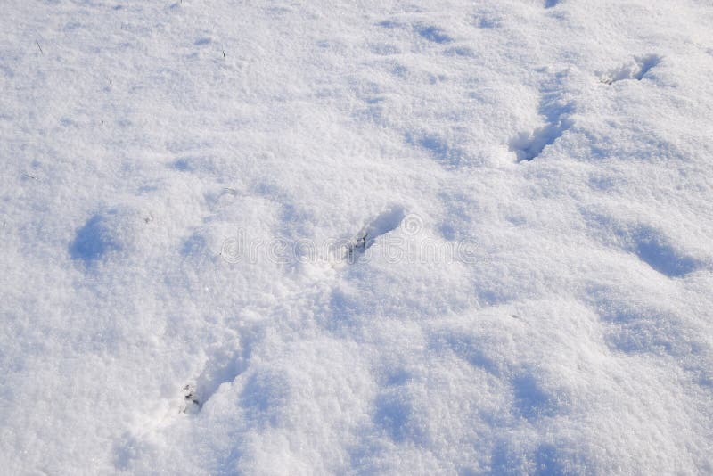 Timberwolf Tracks In Snow