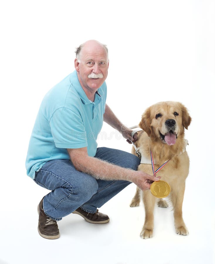 Guide Dog Isolated on White Stock Image - Image of public, disabled ...