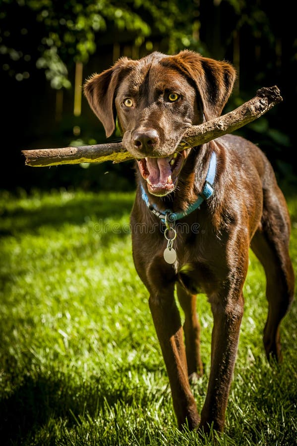 Dog with wood stick stock photo. Image of retrieving - 26008382
