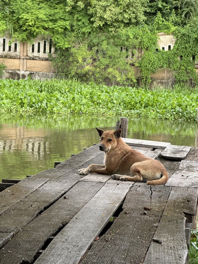 A dog on wooden bridge stock image. Image of wild, natural - 328660359