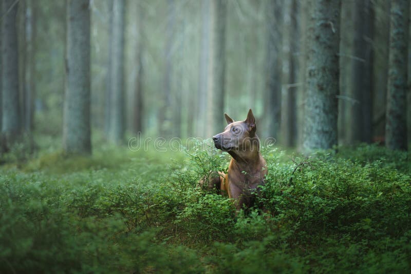 Dog in the Forest. Red-haired Thai Ridgeback in Nature. Stock Image ...