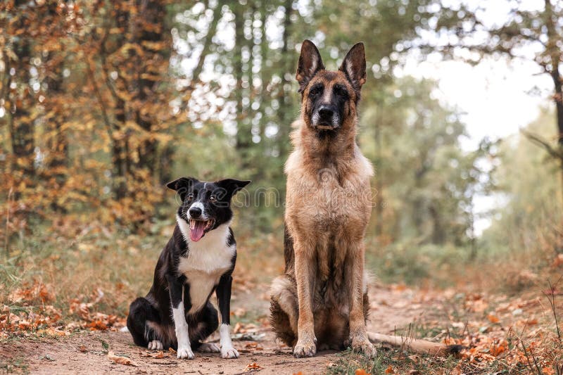 A dog in the woods stock photo. Image of mammal, terrier - 273073104