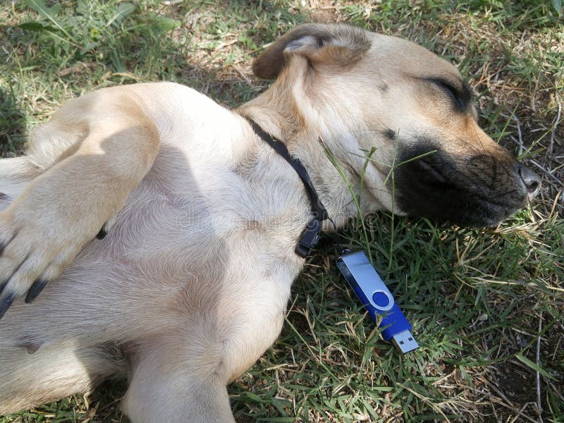 It dog stock photo. Image of break, memory, work, card - 81339320