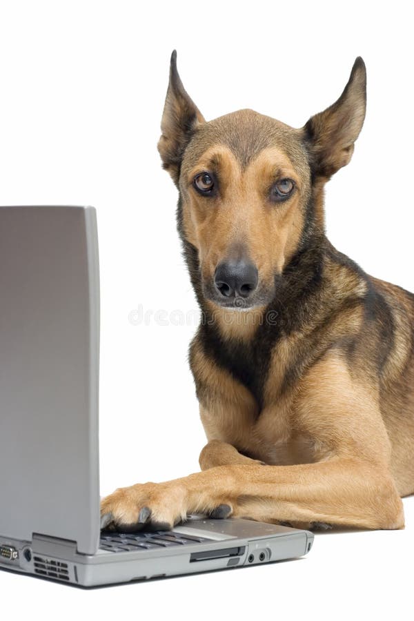 Dog working on laptop stock photo. Image of belgian, copyspace - 1616066