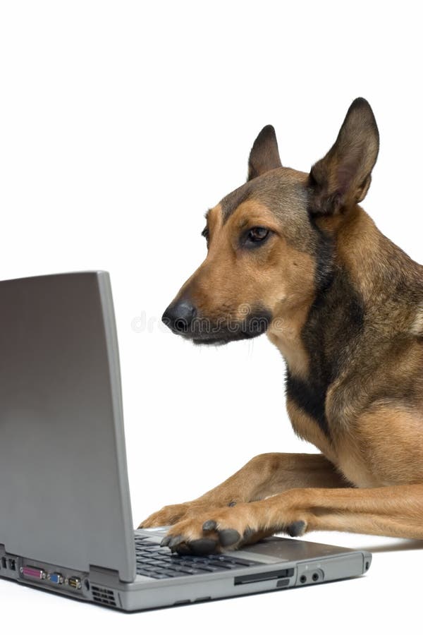 Dog working on laptop stock image. Image of internet, mammal - 1908233