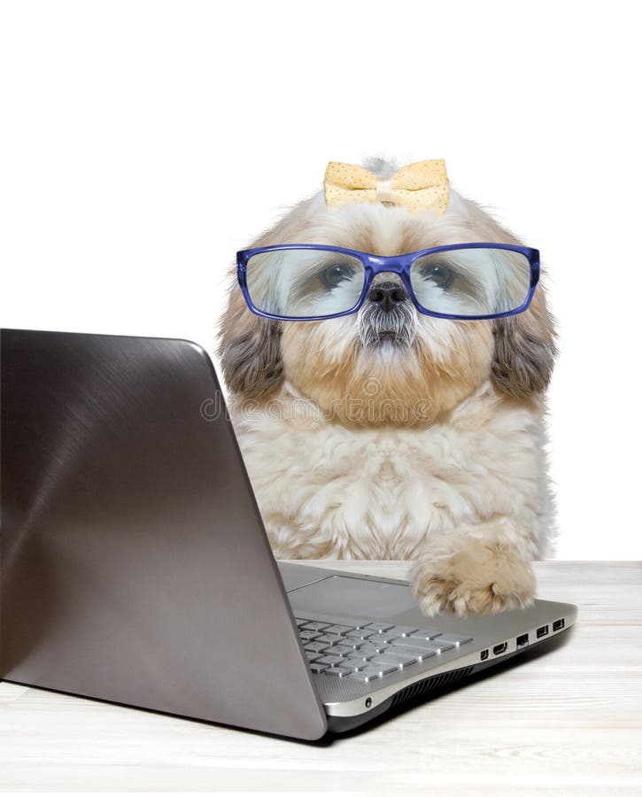 Dog is working at a laptop stock photo. Image of looking - 67175196