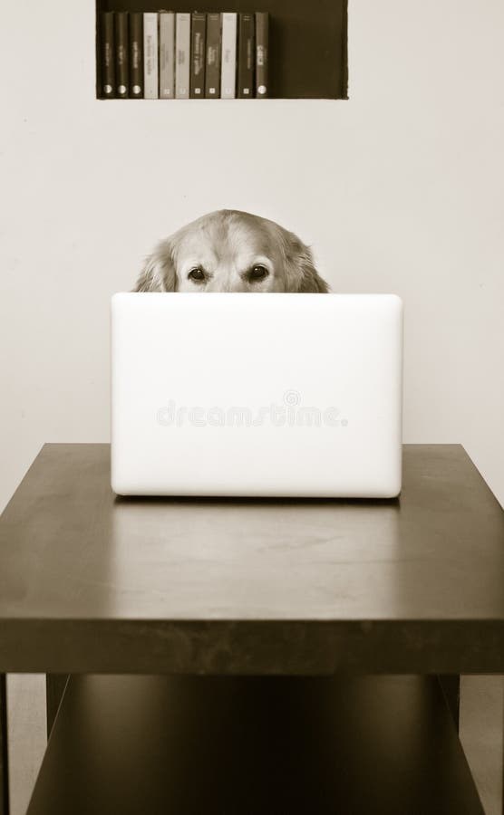 Dog working on a laptop stock photo. Image of funny, retriever - 52110062