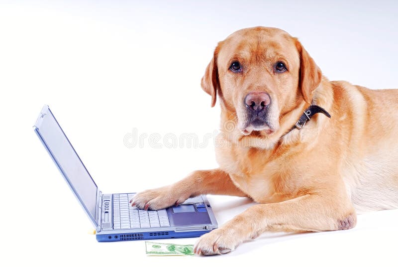 Dog Using a Laptop Computer Isolated on White Stock Photo - Image of ...