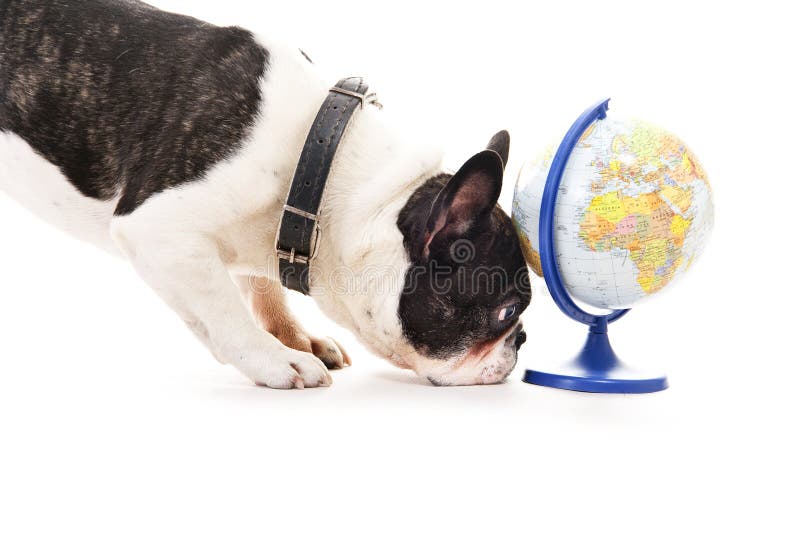 Dog with world map stock image. Image of doggy, education - 30339081