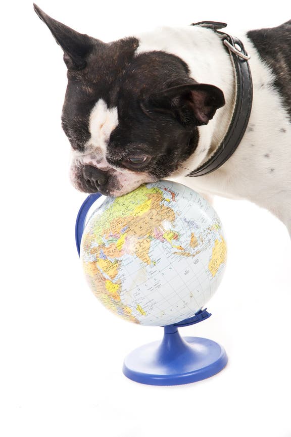 Dog with World Map Over White Background Stock Image - Image of ...