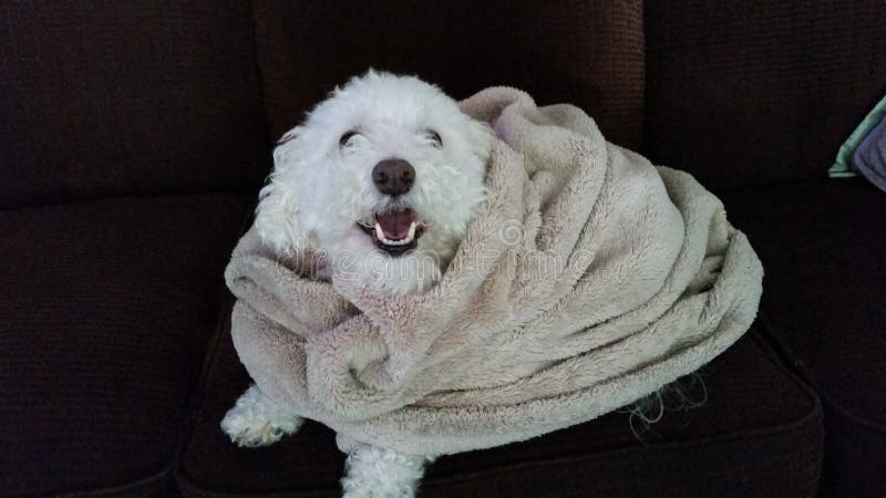 Dog stock image. Image of bichon, frise, blanket, dogs - 54867591