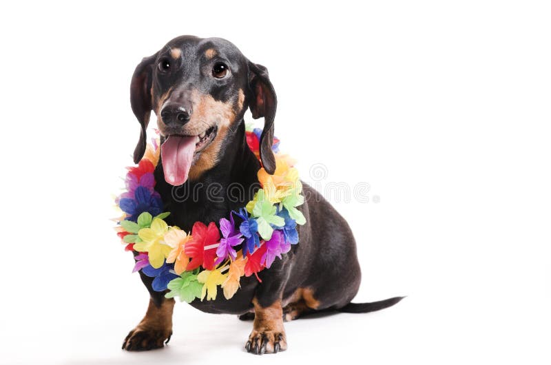 Hula Dancing Dog Performing Stock Photo - Image of hawaii, desire: 7324248