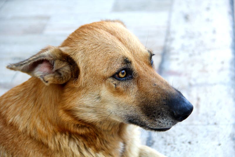 Dog stock image. Image of beautiful, agenational, face - 34182339