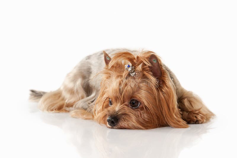 298 Dog Yorkie Puppy White Gradient Background Stock Photos - Free ...
