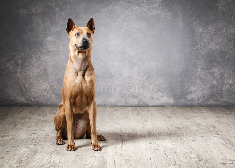 Dog. Young Thai Ridgeback Dog on Textured Backgrond Stock Image - Image ...