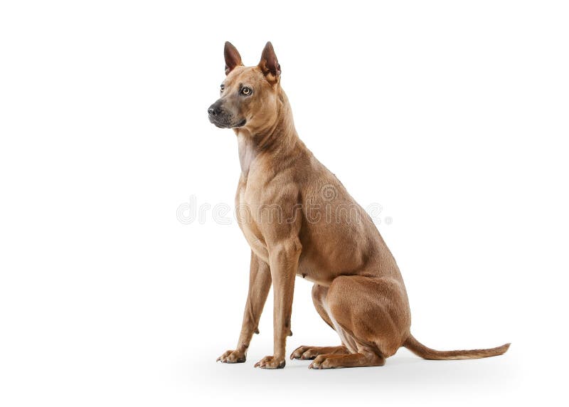 Dog. Young Thai Ridgeback Dog on White Backgrond Stock Image - Image of ...