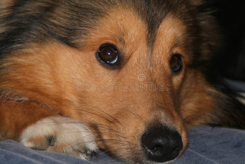 Dog1 stock photo. Image of canines, darling, animals, brown - 202694