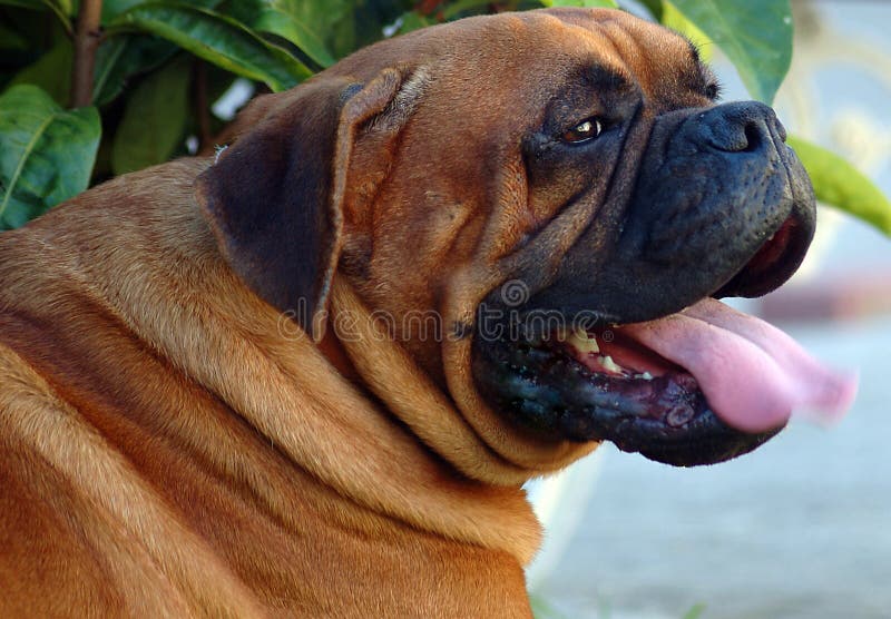 Beagle stock photo. Image of blue, loyal, best, shot, beagle - 267100