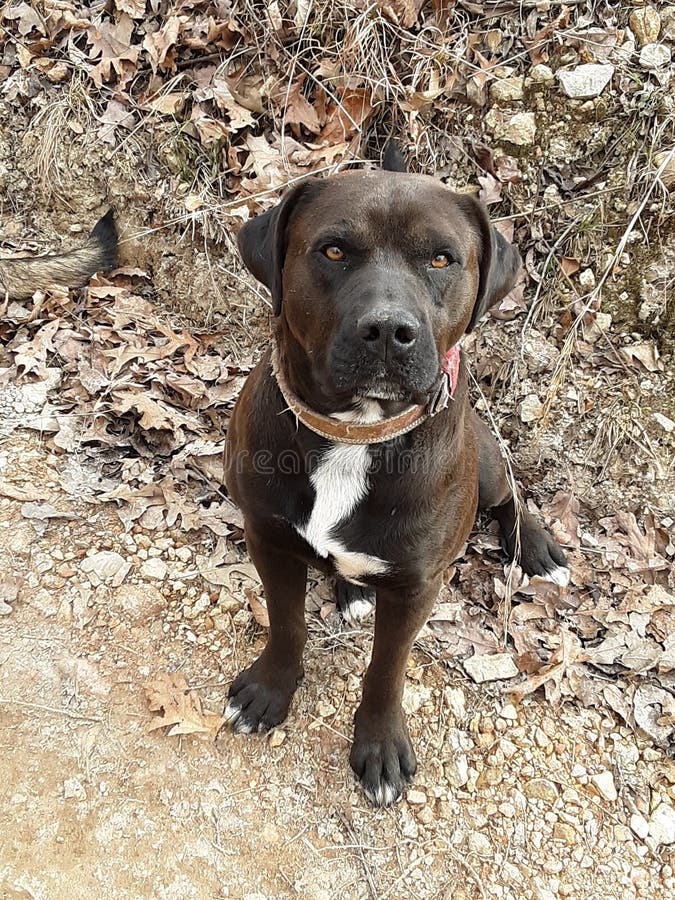 Dog4 stock photo. Image of dog4, labrador, dogs, cuddly - 141563068