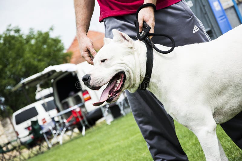 Doga argentino dog stock photo. Image of animal, adult - 41982290