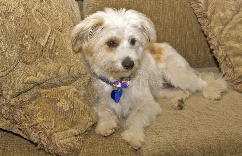 Doggie stock photo. Image of doggie, puppy, white, family - 11503864