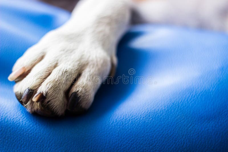 Doggie Paw stock photo. Image of home, brown, hound, lying - 93122370
