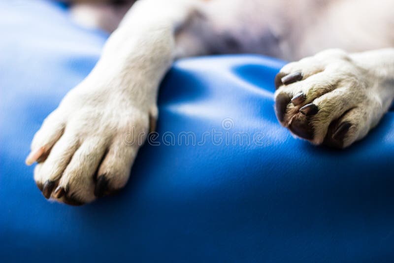 Doggie Paws stock photo. Image of napping, hound, indoors - 93122722