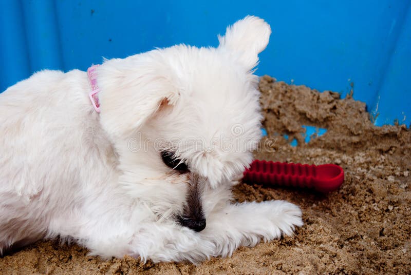 Doggie stock image. Image of relax, sand, shovel, white - 87309959