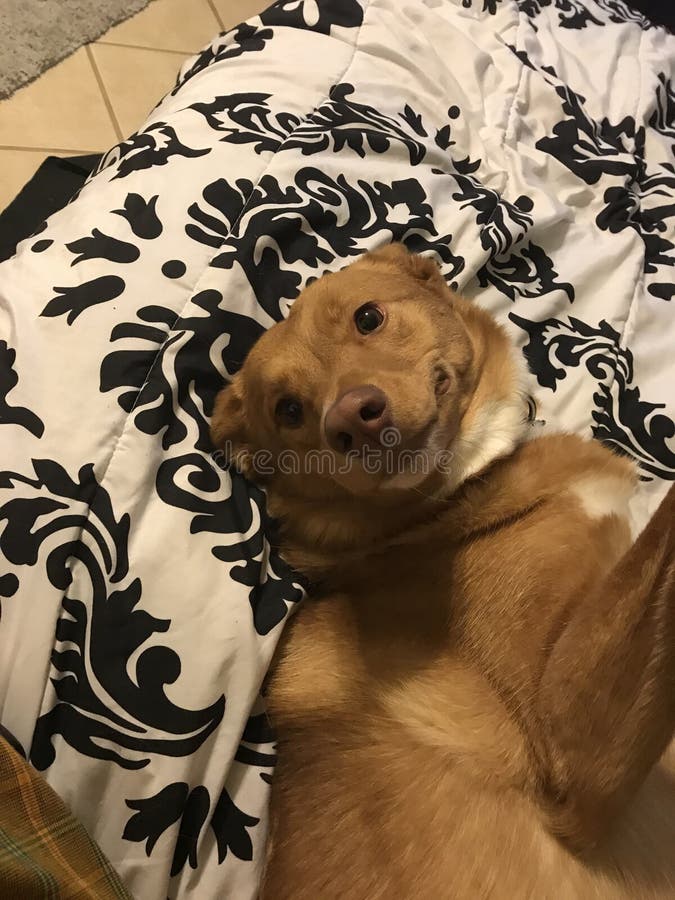 Doggo foto de archivo. Imagen de tonto, perro, cama - 100228176
