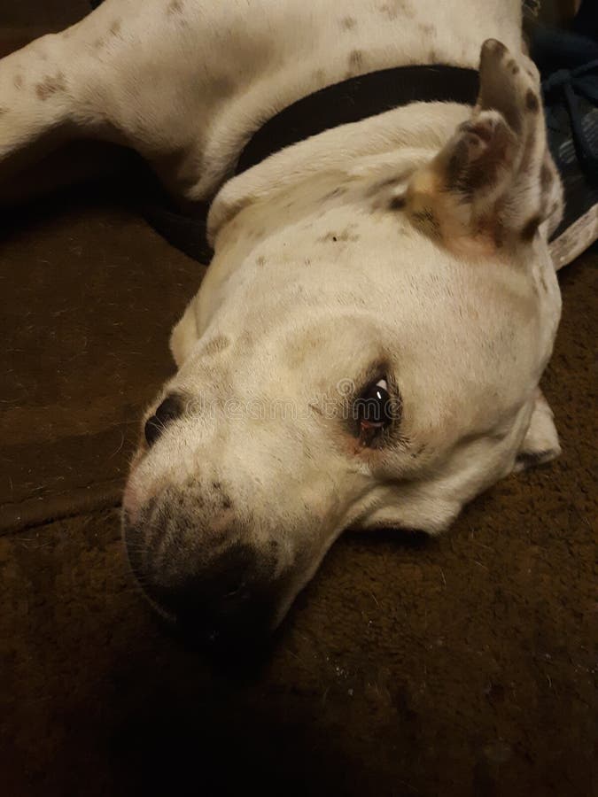 Doggo 2 stock photo. Image of cute, bork, doggo - 159342232